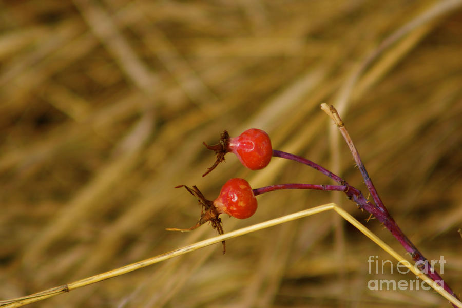 Berry Twig Photograph by Jennifer Martel - Pixels