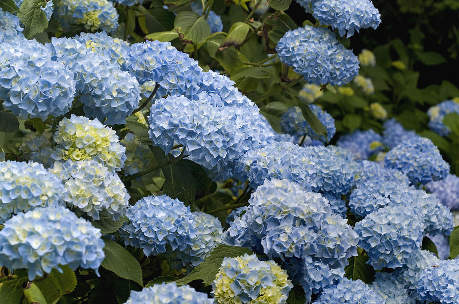 Bigleaf Hydrangea Hydrangea Macrophylla Photograph by VisionsPictures