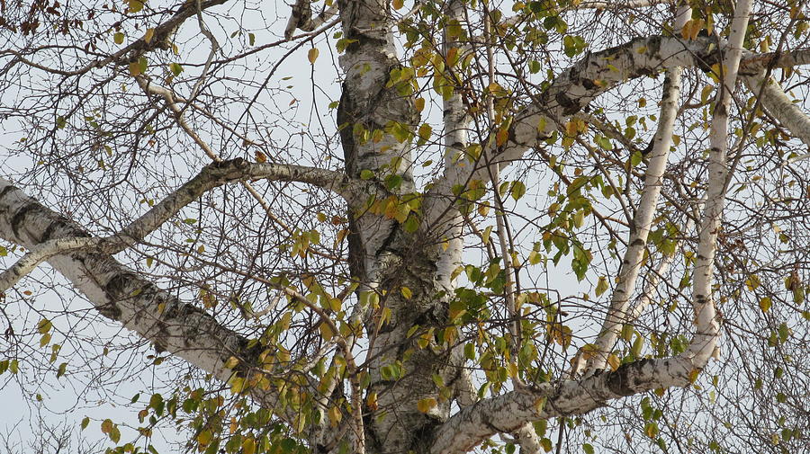 Birch Branches Photograph by Loretta Pokorny - Fine Art America