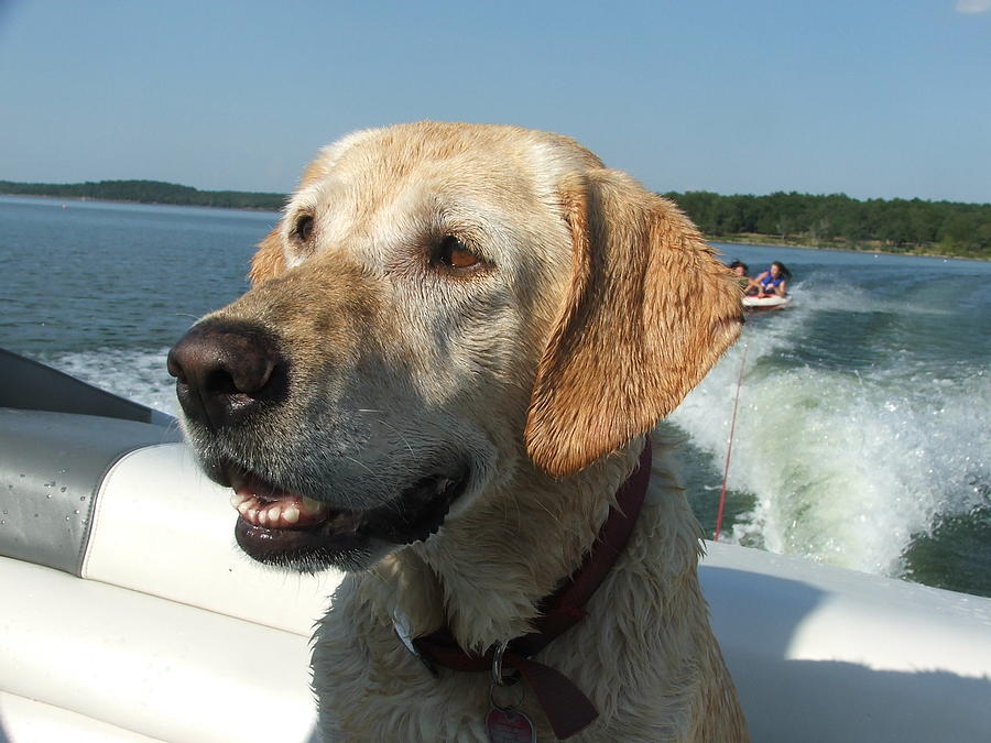 Biscuit Photograph by Terri Cates - Fine Art America