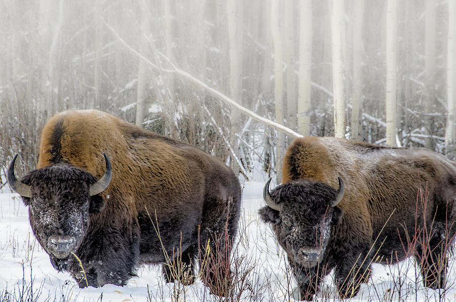 Bison Photograph by Steve Milner - Pixels