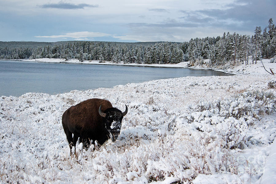 Bison Winter Photograph by Donald Knight - Fine Art America