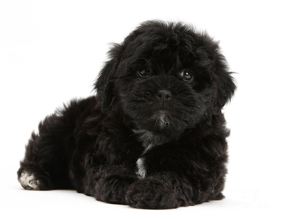Black Cockerpoo Puppy Photograph by Mark Taylor - Fine Art America