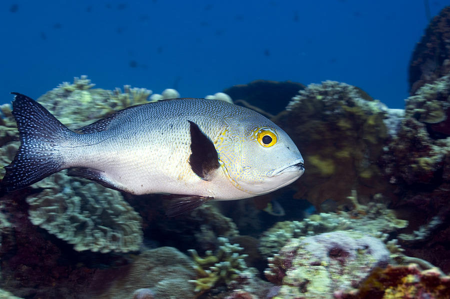Black Snapper Photograph by Georgette Douwma / Science Photo Library ...