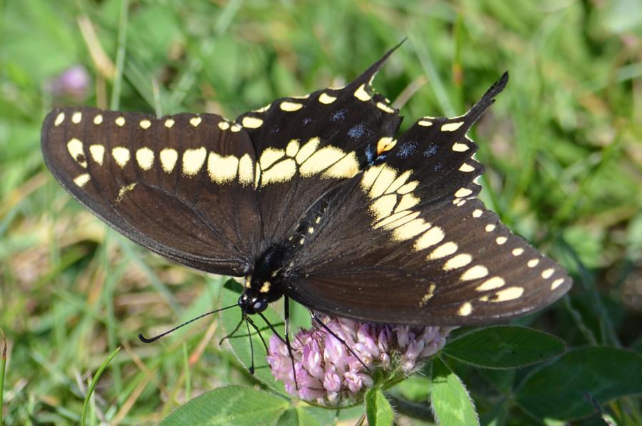 Black Swallowtail Photograph by Judd Nathan - Fine Art America