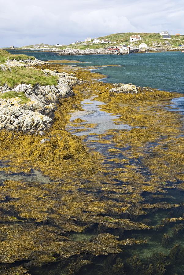 Bladder Wrack Seaweed by Science Photo Library