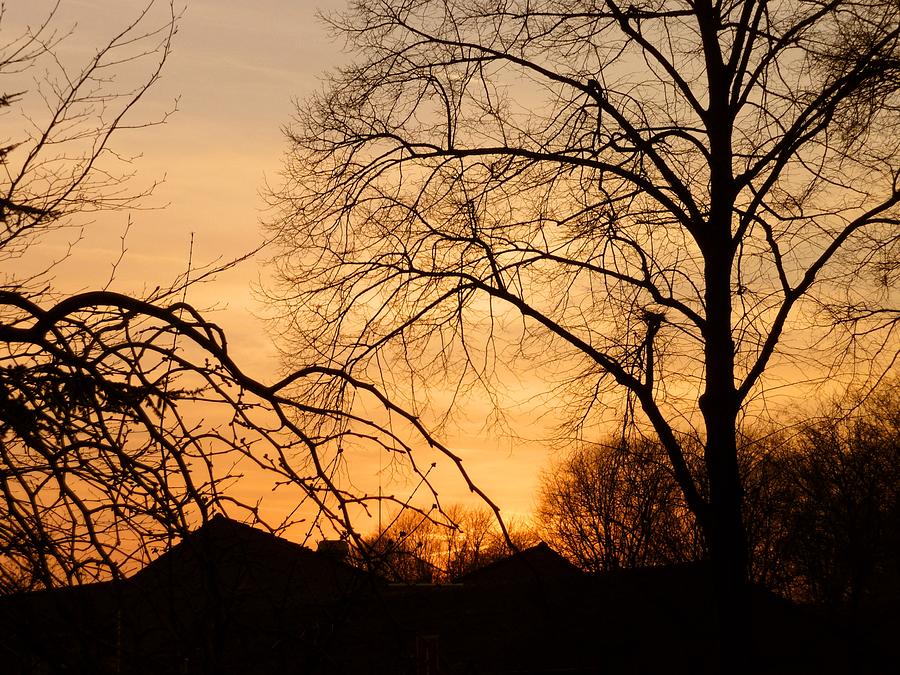Blazing tree Photograph by Mark Biermann - Fine Art America