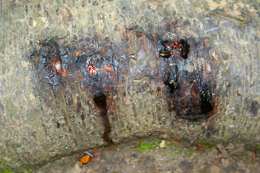 Bleeding Tree Photograph by Shannon Guest - Pixels