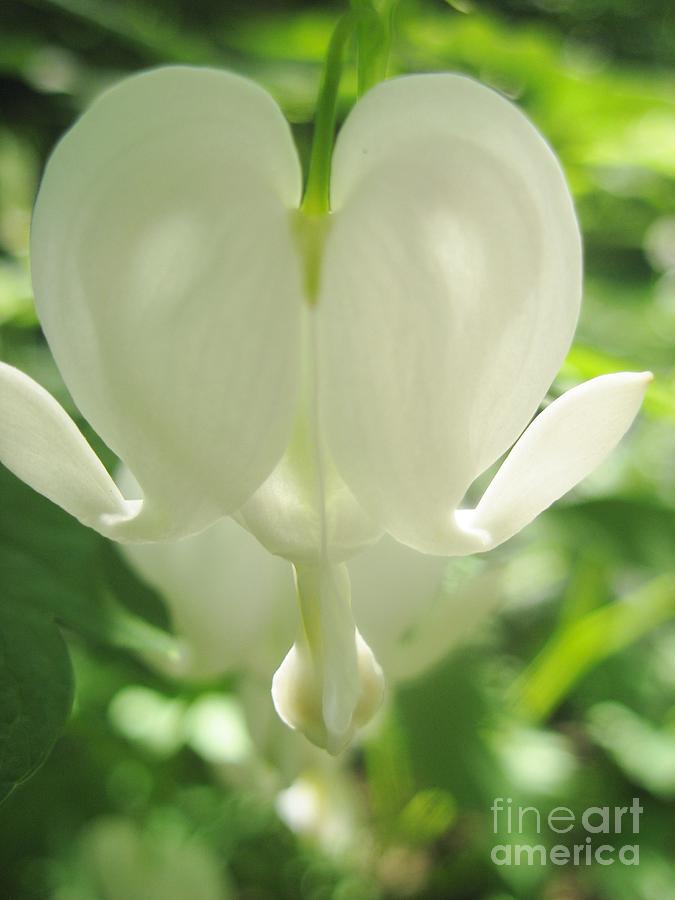 Bleeding White Photograph by Mariah Stone - Pixels