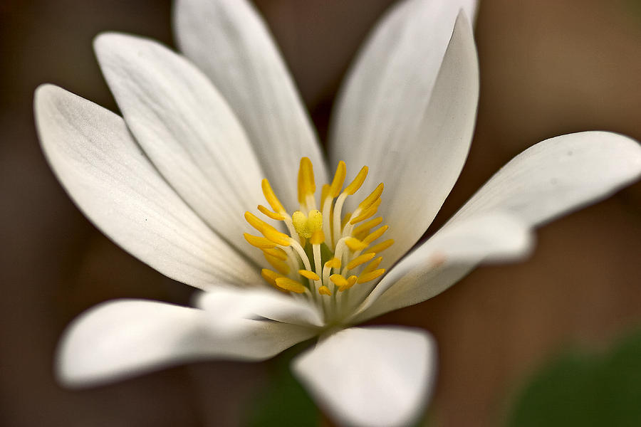 Blood Root Photograph by Darrin Doss - Fine Art America