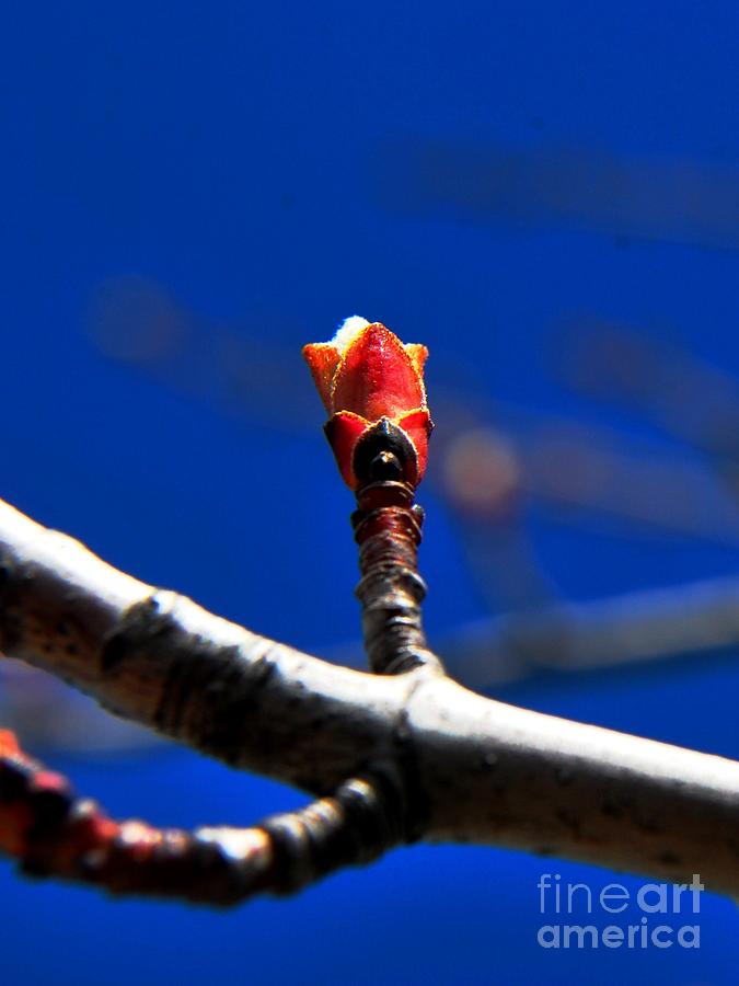 Bloom Photograph by Amanda Persico - Fine Art America