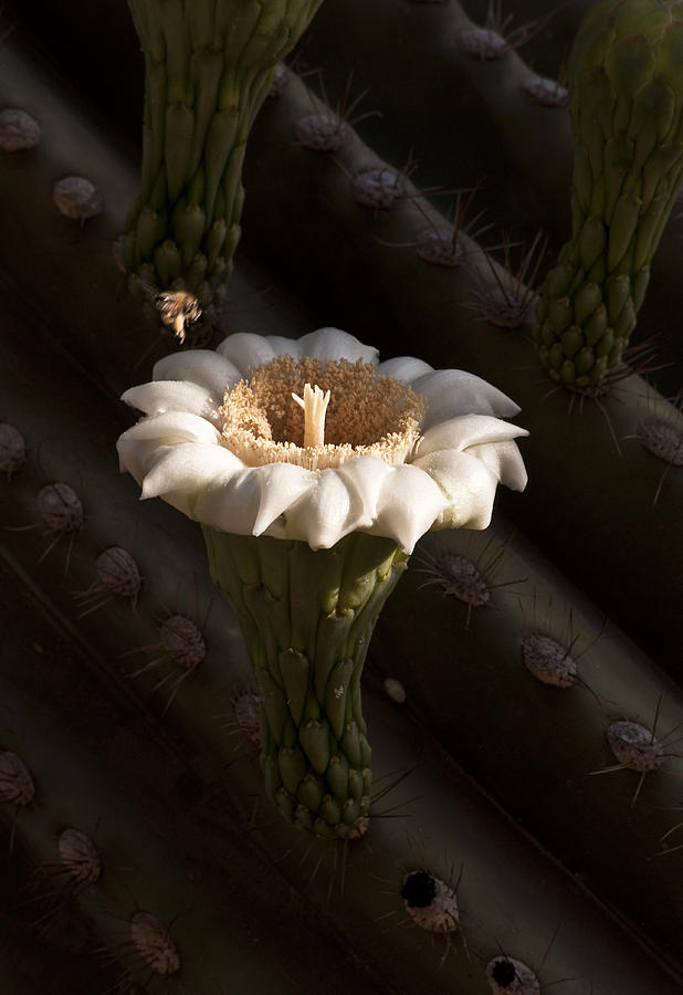 Bloom Pyrography by Chip Joiner - Fine Art America