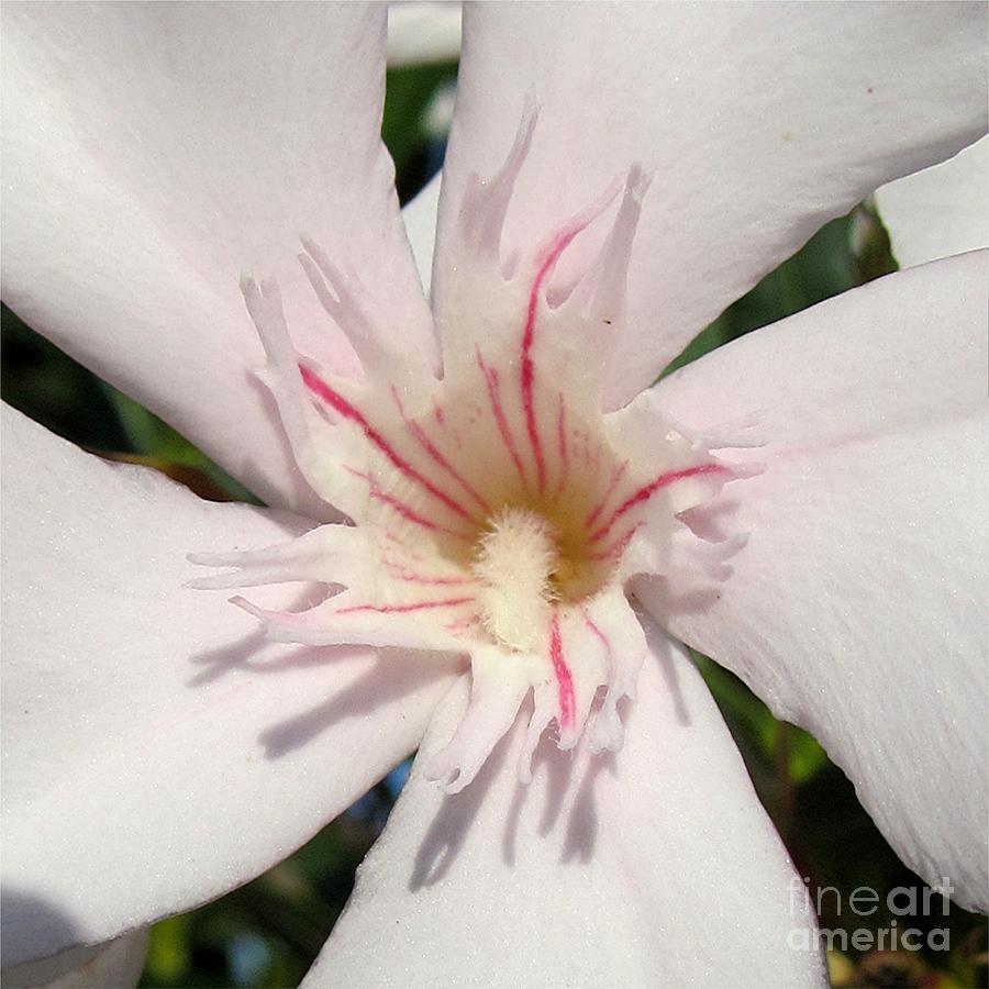 Bloom macro Pyrography by Sandra Beikirch - Fine Art America