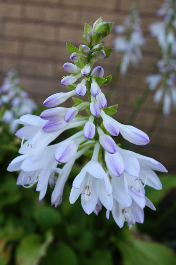 Blooming Hosta Photograph by Barb Cryer - Fine Art America