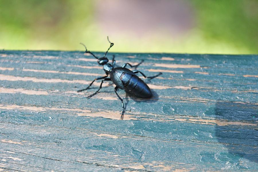 Blue Bug Photograph by Mary Fish - Fine Art America