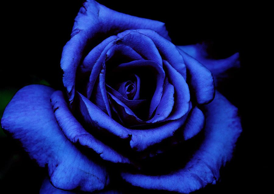 Blue Dream Photograph by Stephen Chard - Fine Art America