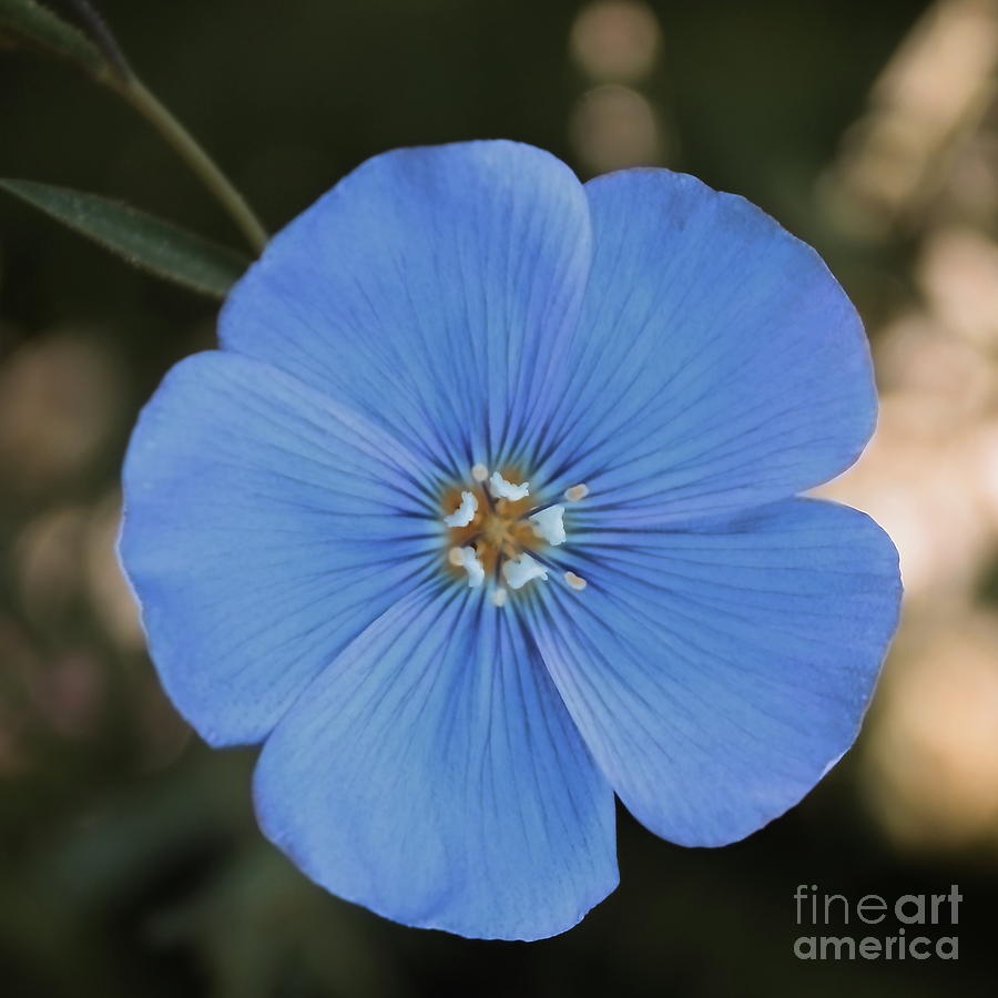 Blue Flax Flower 3 by Marjorie Imbeau