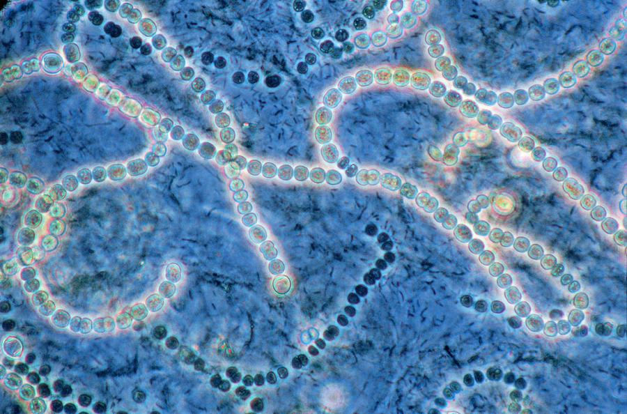 Blue Green Algae Photograph by Sinclair Stammers - Pixels