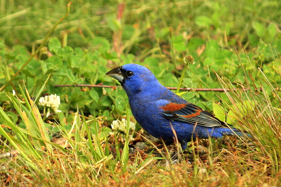 Blue Grosbeak Photograph by Mark Codington - Fine Art America