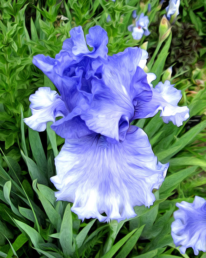 Blue Iris Photograph by Bert Paredes - Fine Art America