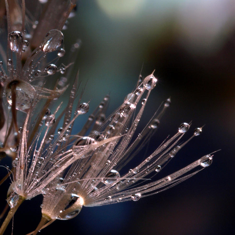 Blue Magic Photograph by Jill Pearce - Fine Art America