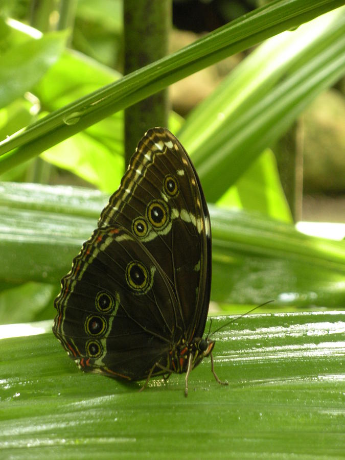 Blue Morpho Photograph by Craig Johnson - Fine Art America