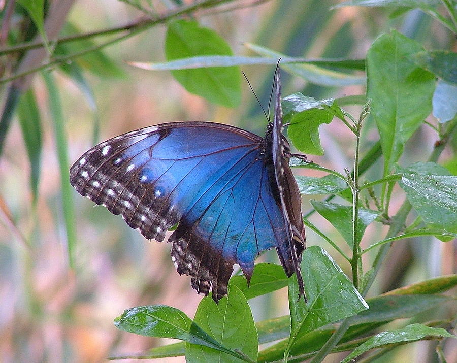 Blue Morpho Photograph by Don Downer - Fine Art America