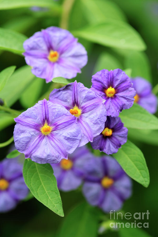 Blue Potato Bush Photograph by Neil Overy - Fine Art America