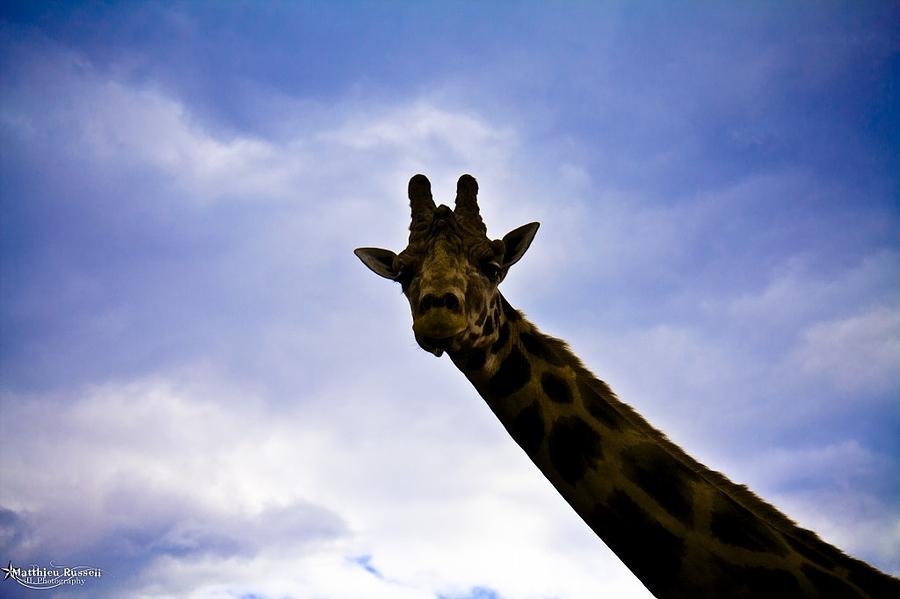 Blue sky Giraffe Photograph by Matthieu Russell - Fine Art America