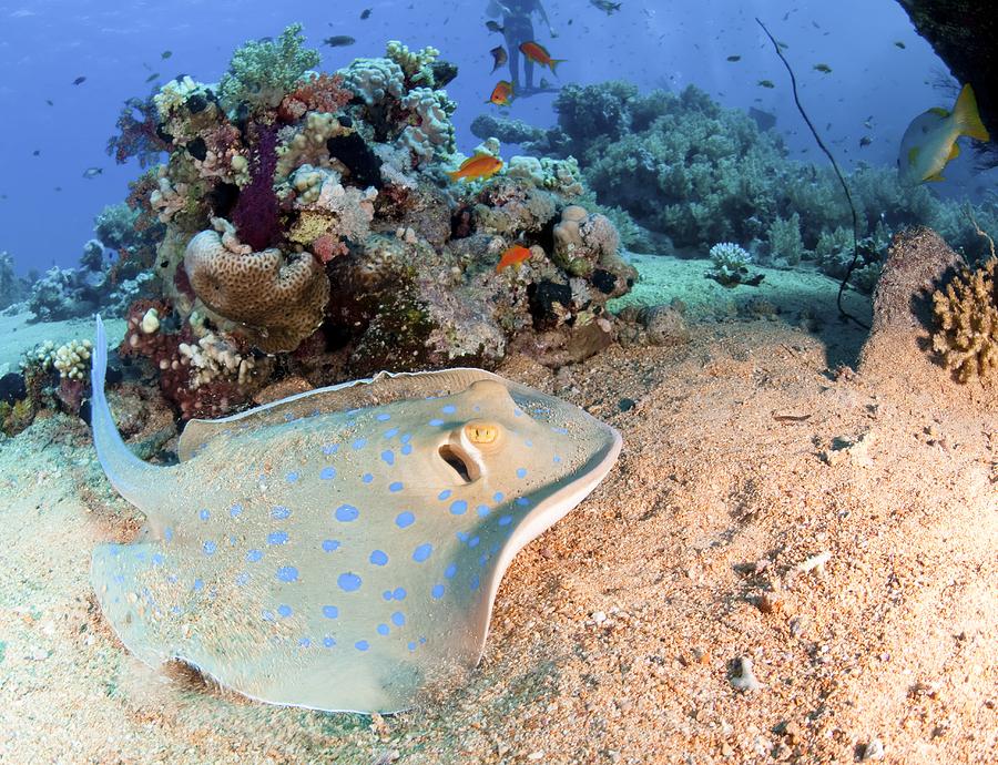 Blue-spotted Stingray Photograph by Photostock-israel - Fine Art America