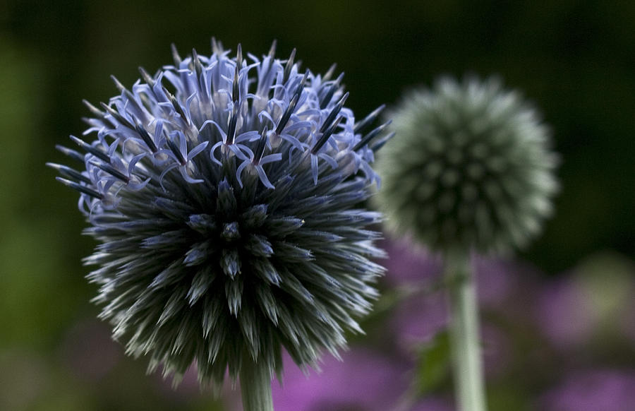 Blue Top Photograph by Mark Archer - Fine Art America