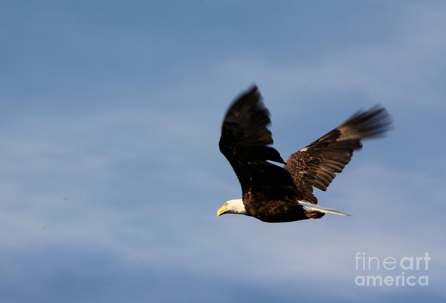 Blue Yonder Photograph by Dave Knoll - Fine Art America