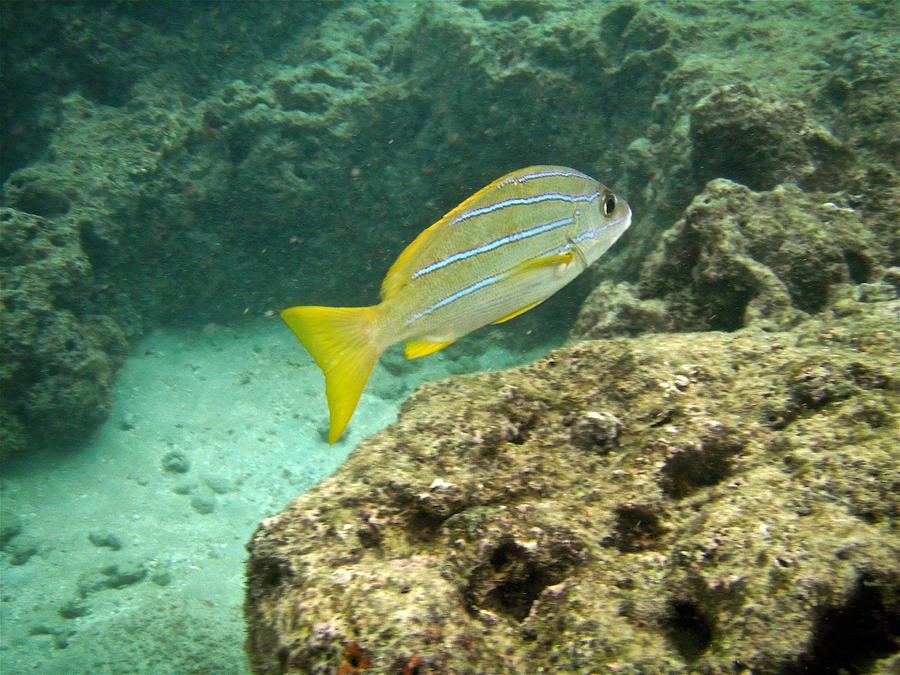 Blueline Snapper Photograph by Michael Peychich | Fine Art America