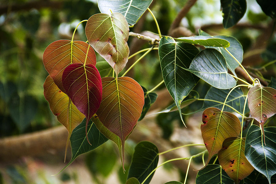 Bodhi Tree Photograph by Joe K -- - Pixels Bodhi Tree Photograph by Joe K -- - Pixels