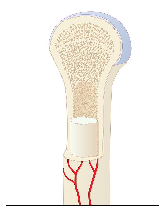 Bone Structure, Artwork Photograph by Peter Gardiner - Fine Art America