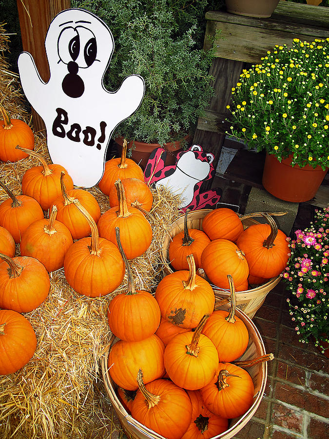 Boo Photograph By Dulce Levitz Fine Art America