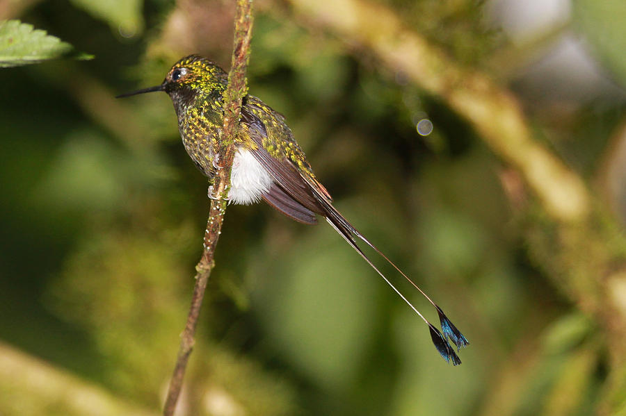 Booted Racket Tail Photograph by Alex Troya - Fine Art America