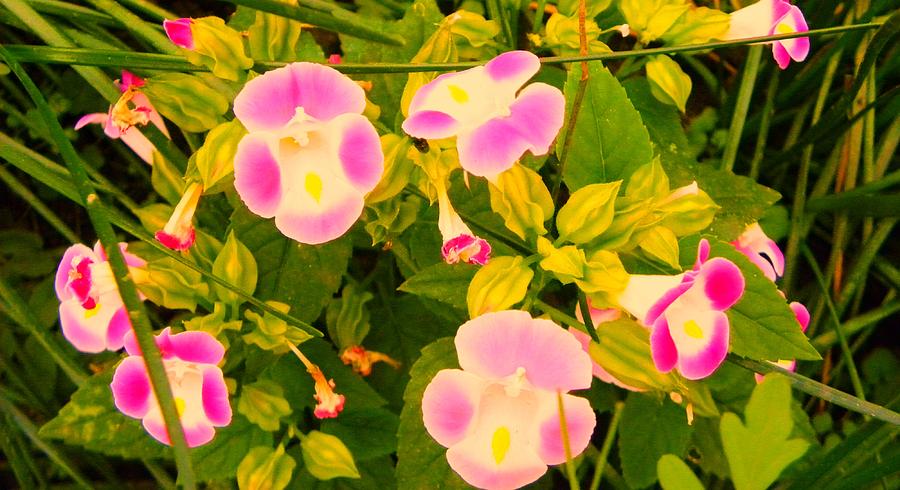 Bouque Photograph by Be Aimless - Fine Art America