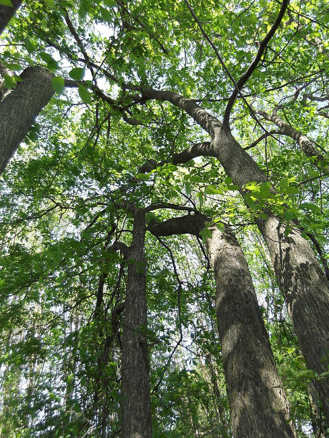 Bowing Tree Photograph by Michelle Upper - Fine Art America