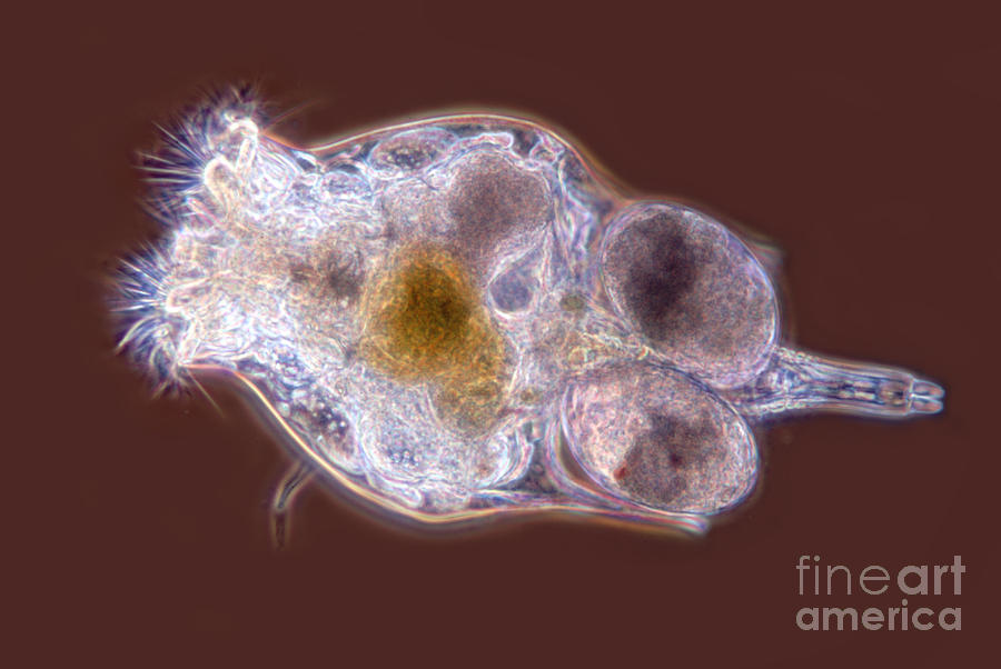 Brachionus Photograph by M. I. Walker - Fine Art America