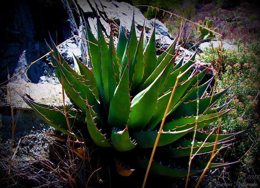 Bradshaw Agave Photograph by Aaron Burrows | Fine Art America