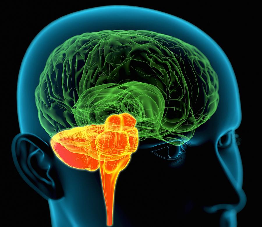 Brainstem, Artwork Photograph by Roger Harris