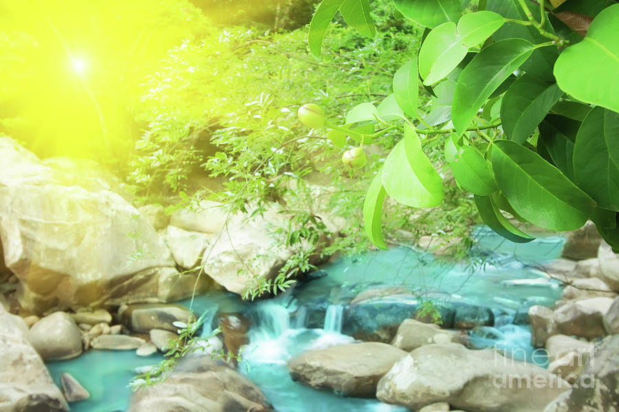 Branch and stream Photograph by MotHaiBaPhoto Prints - Pixels