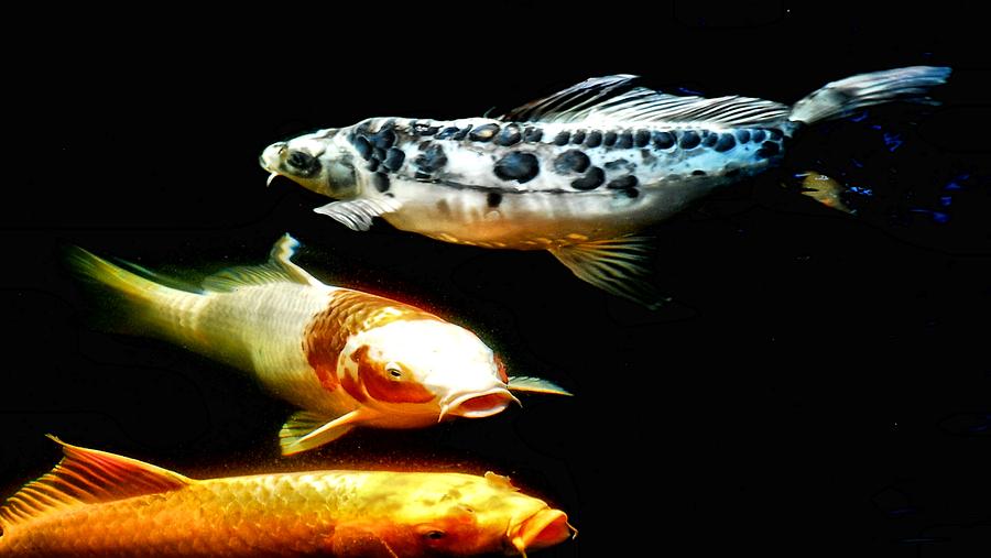 Bright Colored Fish Photograph by Don Mann - Fine Art America