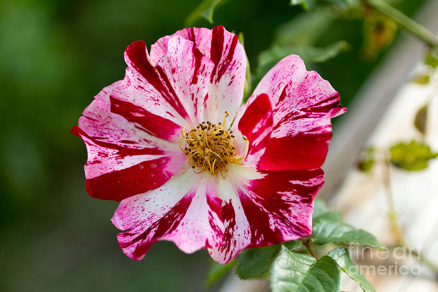 Bright Rose Photograph by Ursula Lawrence - Fine Art America