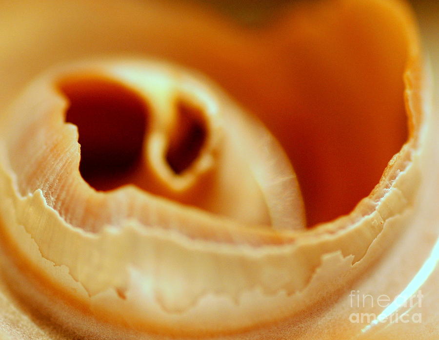 Broken Shell Photograph by Alexandra Boelte | Fine Art America