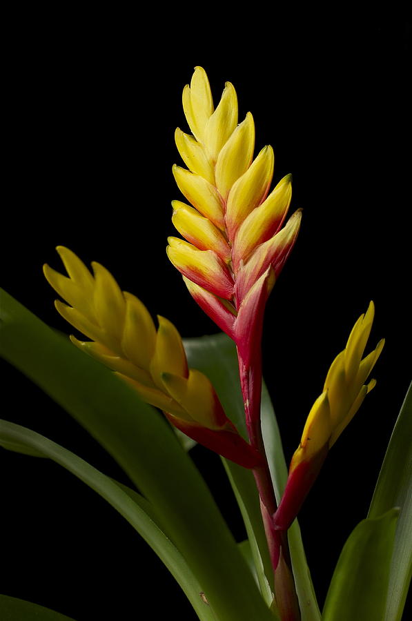 Bromeliad1 Photograph by William Carson Jr - Pixels