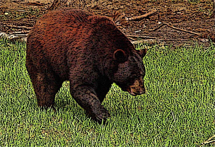 Brown Bear Photograph by William McEachern - Pixels