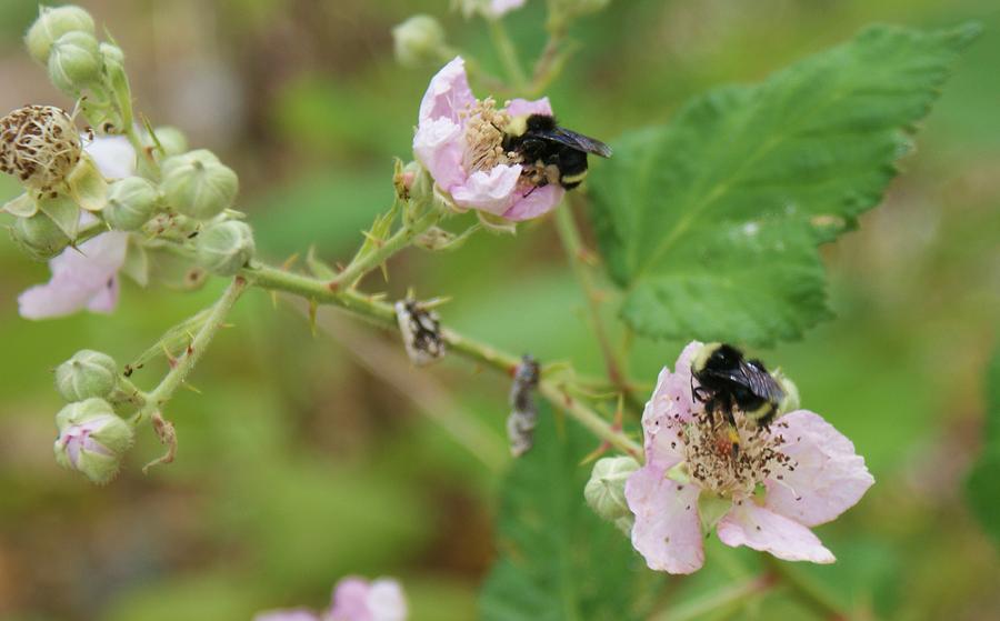 Bubble bees Photograph by Georgette Conrad - Fine Art America