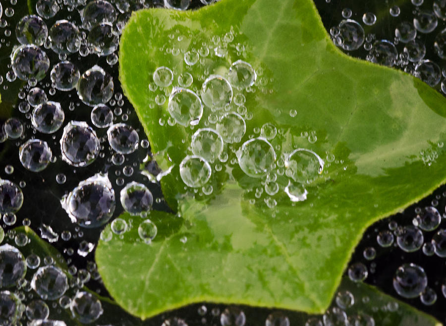 Bubble leaf Photograph by Cheryl Cencich - Pixels